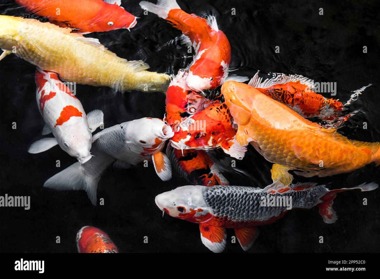 Koi fish top down hi-res stock photography and images - Alamy