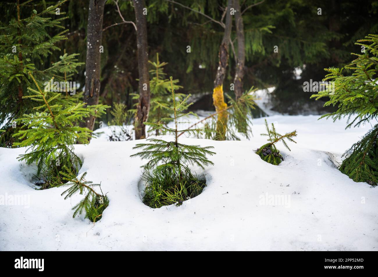 Small young tree peeking out of snow on edge of deep forest. Czech ...