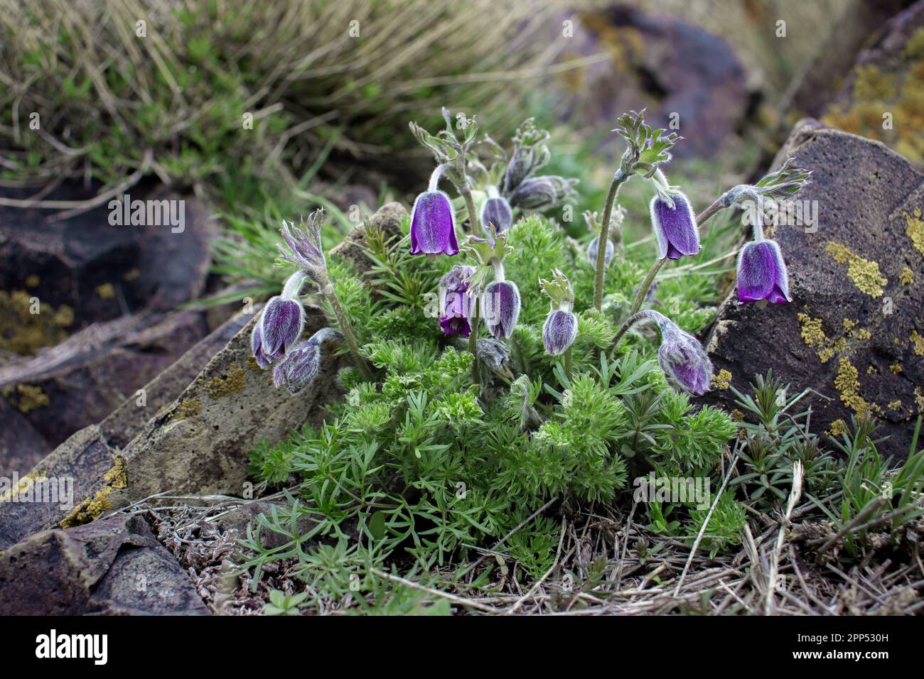 Dream-grass is the most beautiful spring flower. Pulsatilla blooms in ...