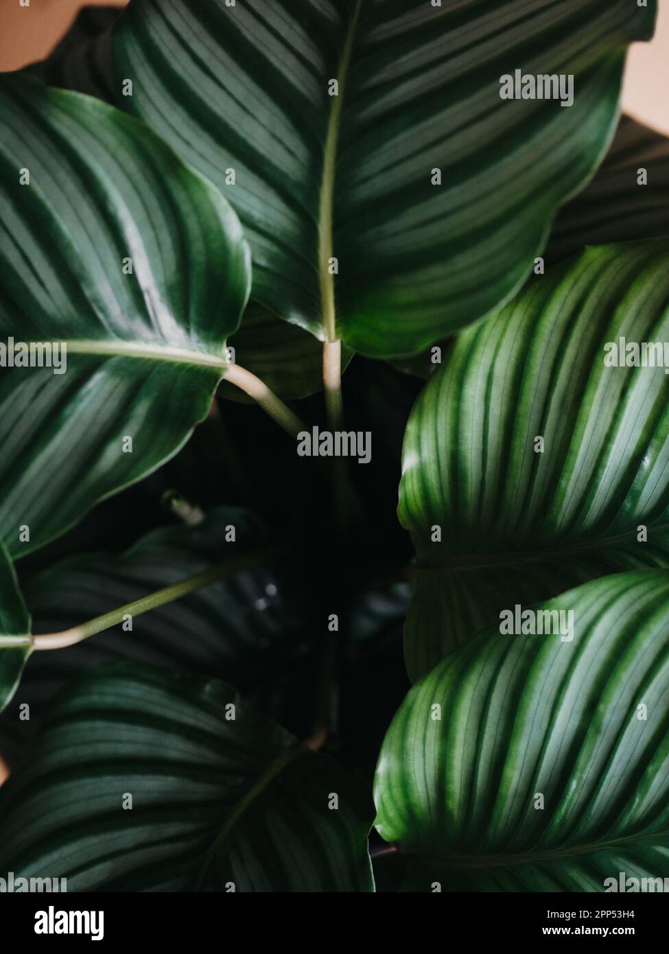 Calathea Orbifolia green natural leaves background. Top view Stock ...