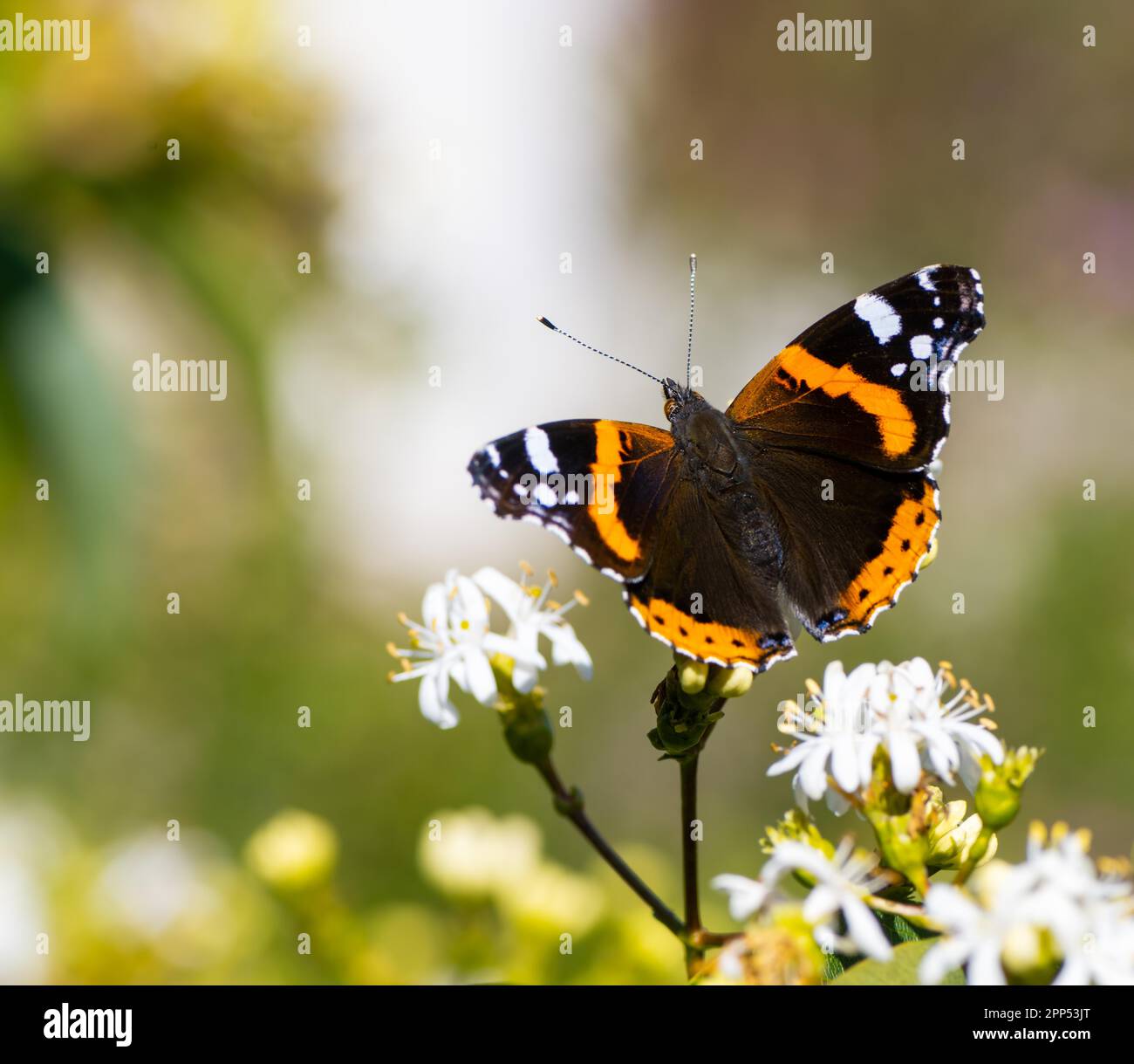 Macro of an Admiral butterfly on a seven son flower blossom Stock Photo ...