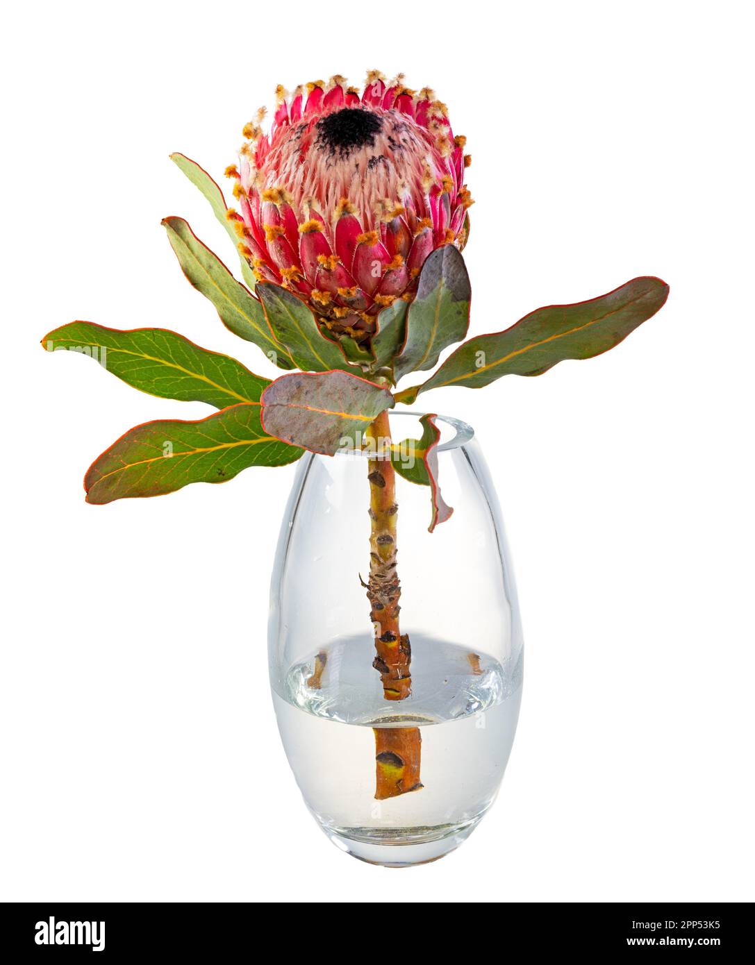 Isolated king protea (Protea cynaroides) flower in glass vase Stock ...