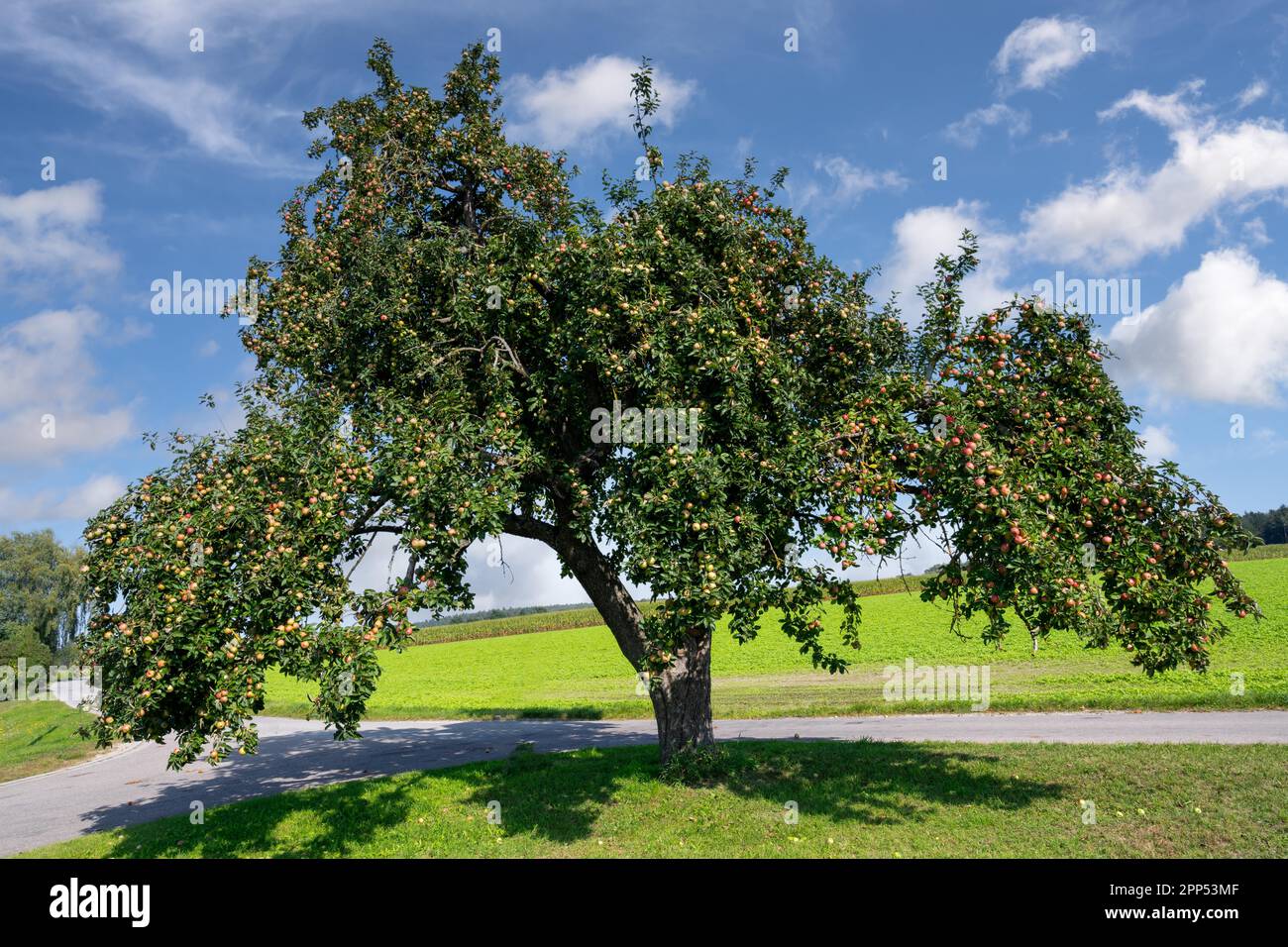 Rural landscape in Bavaria with an old apple tree Stock Photo - Alamy