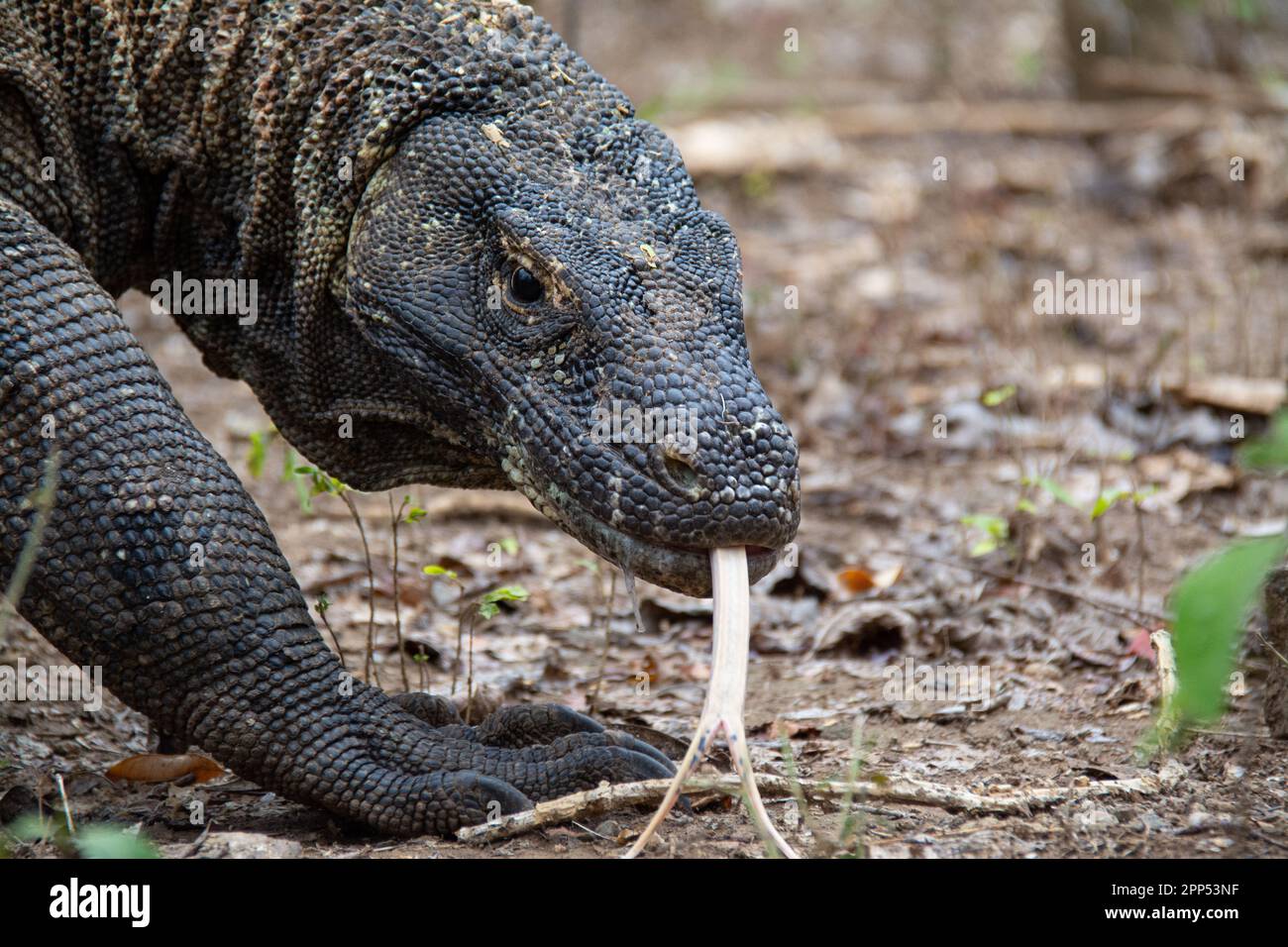 Komodo dragon territory hi-res stock photography and images - Alamy