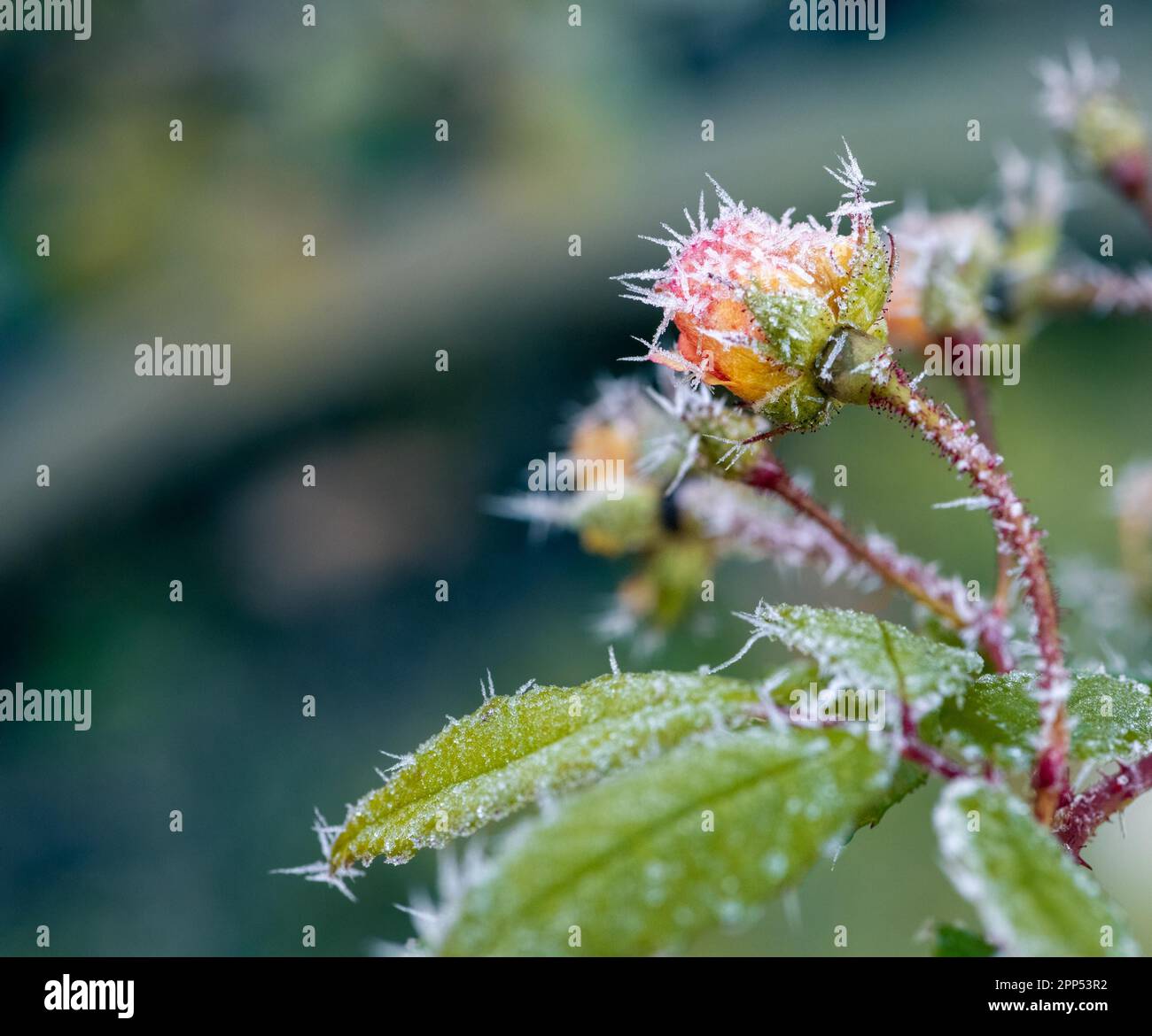 Macro of a frosted rose blossom with ice cristals Stock Photo - Alamy