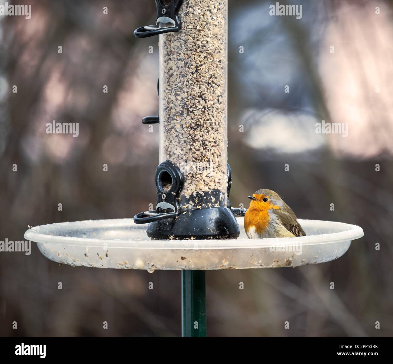 Closeup of a European robin sitting on a bird feeder Stock Photo - Alamy