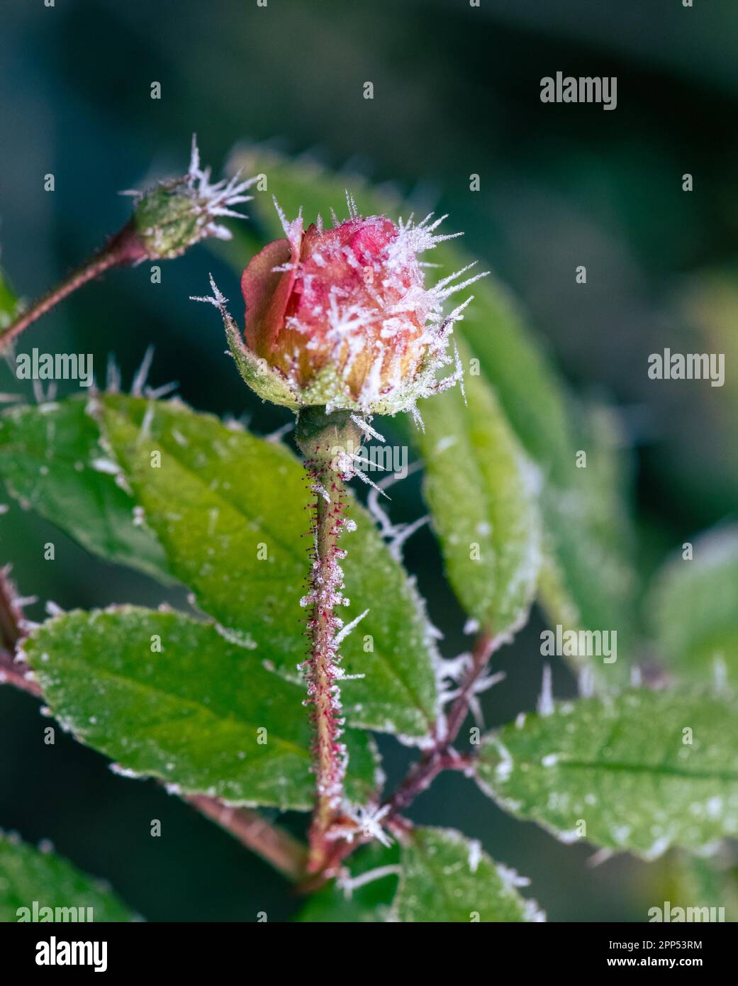 Macro of a frosted rose blossom with ice cristals Stock Photo - Alamy