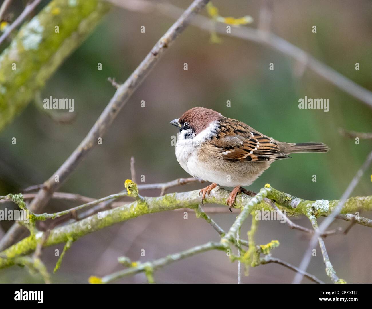 Closeup of a sparrow sitting on the branch of a tree Stock Photo - Alamy