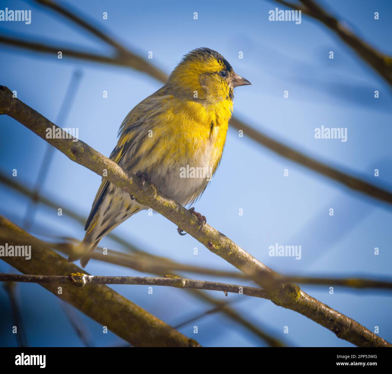 Male black-headed goldfinch sitting on a twig Stock Photo - Alamy