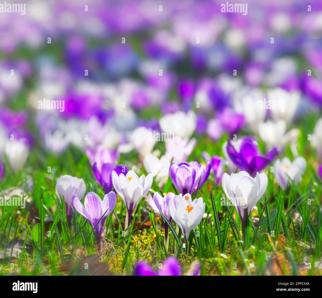Seasonal flourish hi-res stock photography and images - Alamy