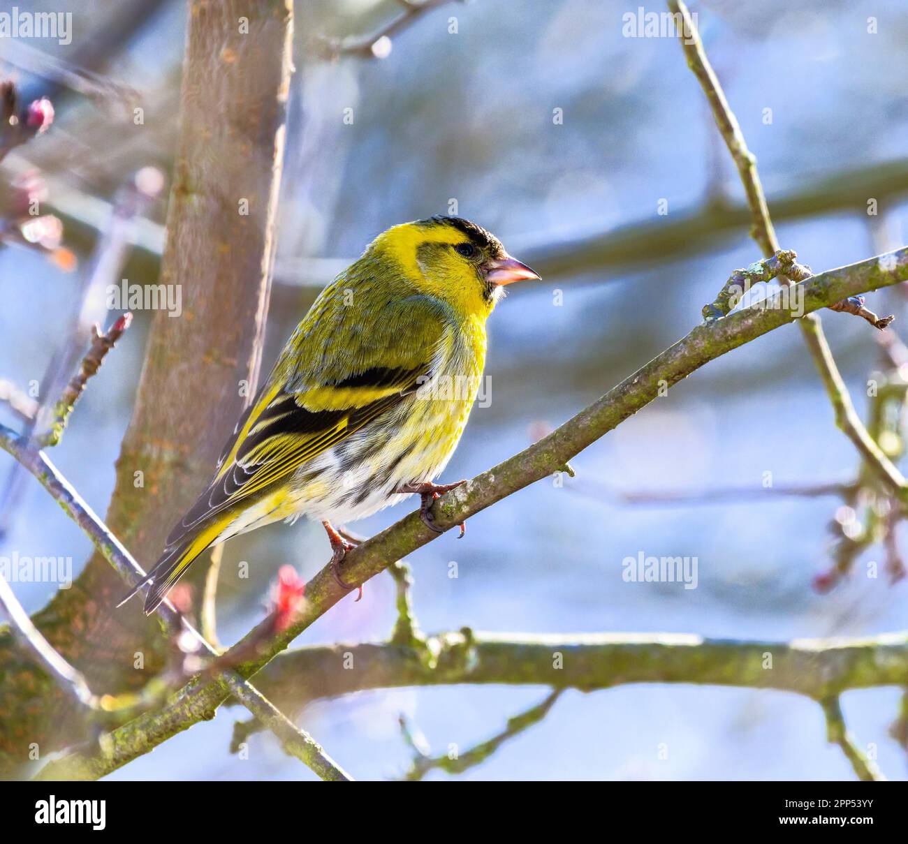 Male black-headed goldfinch sitting on a twig Stock Photo - Alamy