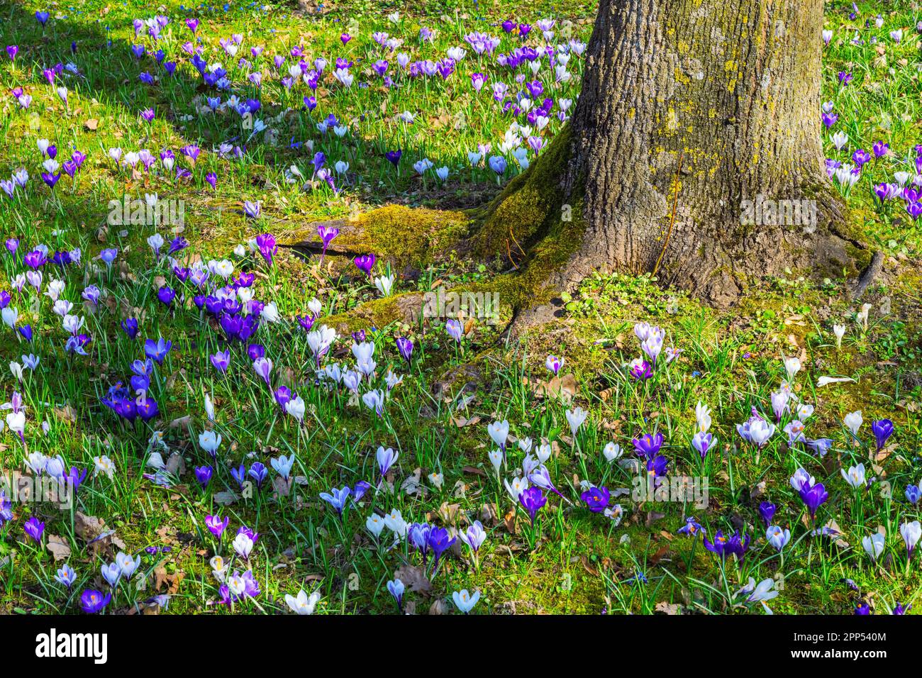 Purple and white crocus flowers around a tree trunk Stock Photo - Alamy