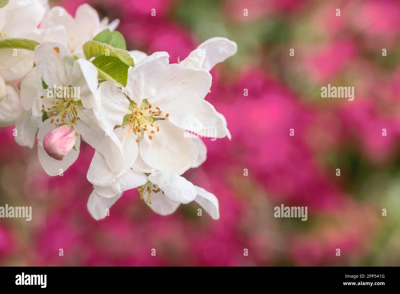 Spring time - flowering apple tree with white blossoms Stock Photo - Alamy