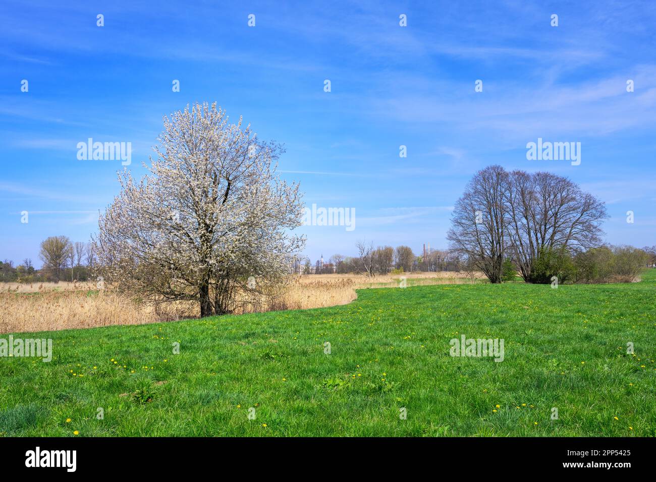 Spring landscape with a flowering tree in Bavaria Germany Stock Photo ...