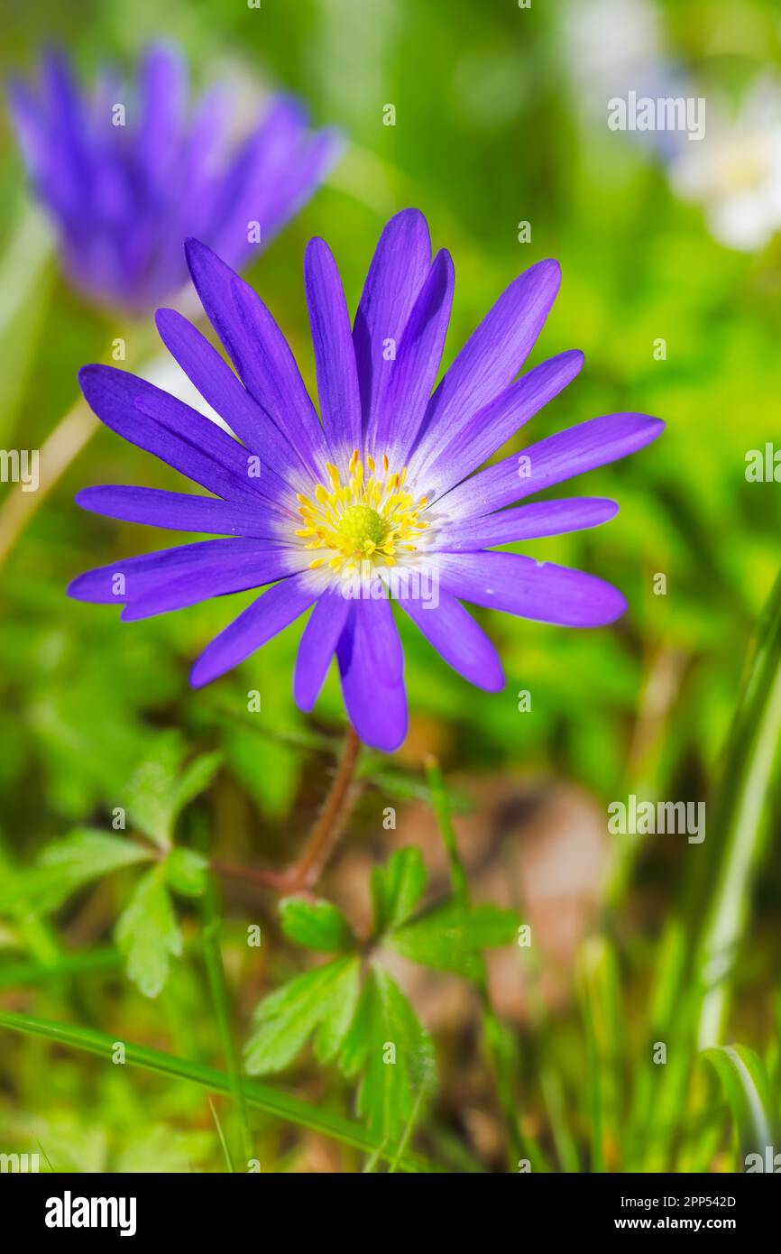 Macro of a windflower in the garden Stock Photo - Alamy