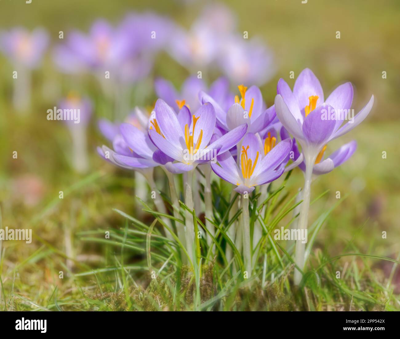 Garden with crocus flowers in a meadow Stock Photo - Alamy