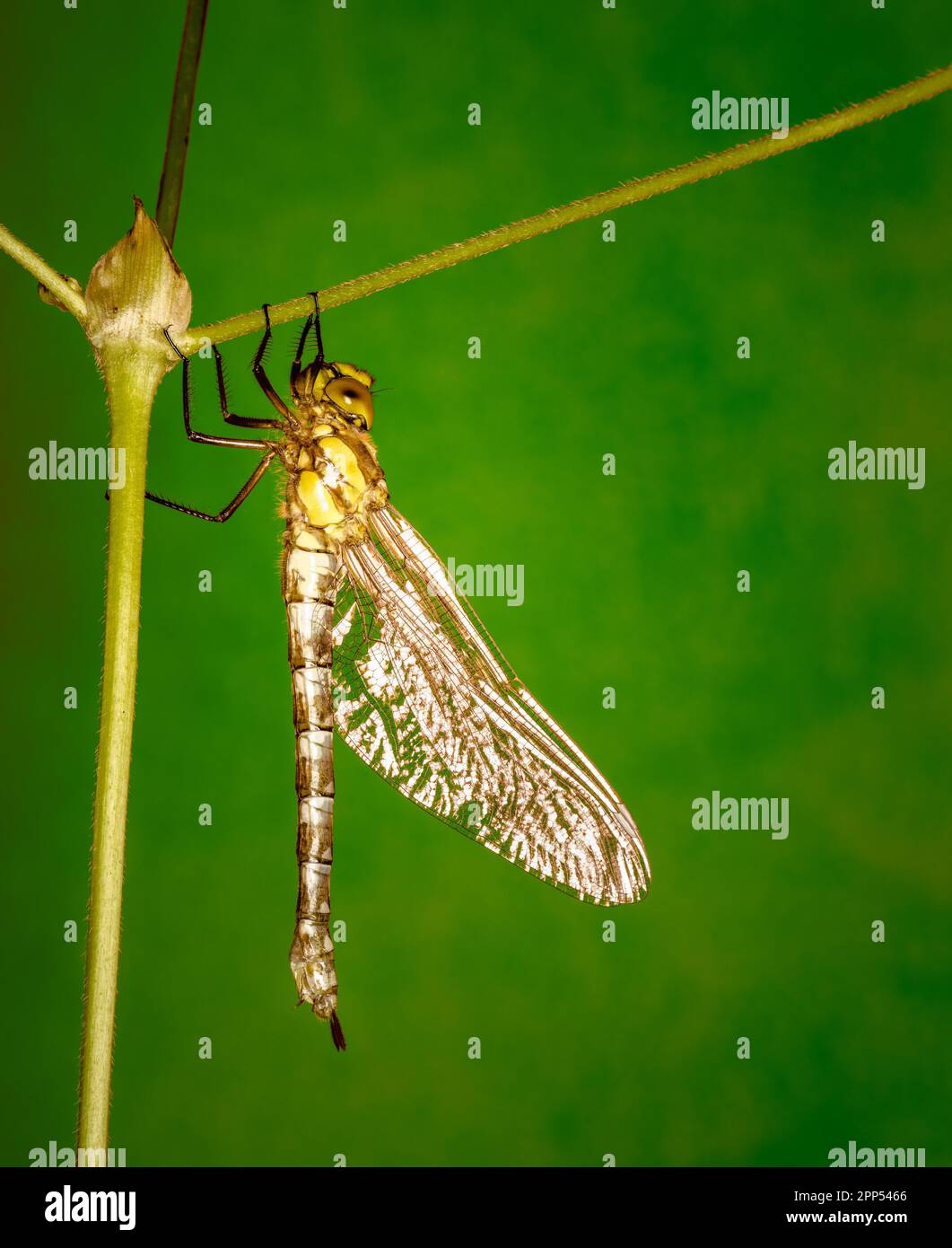 Flying plant hi-res stock photography and images - Alamy