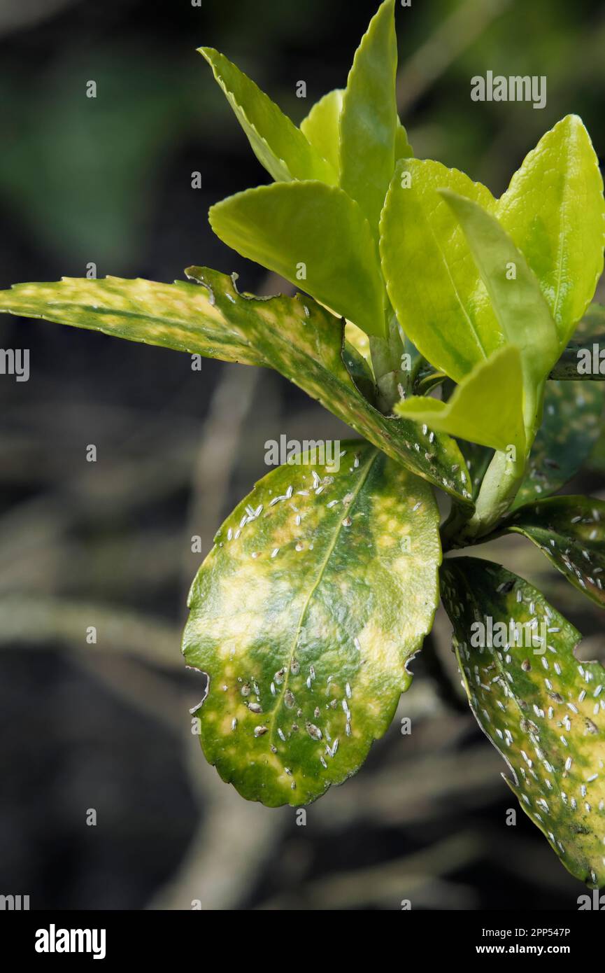 White scale insects hi-res stock photography and images - Alamy