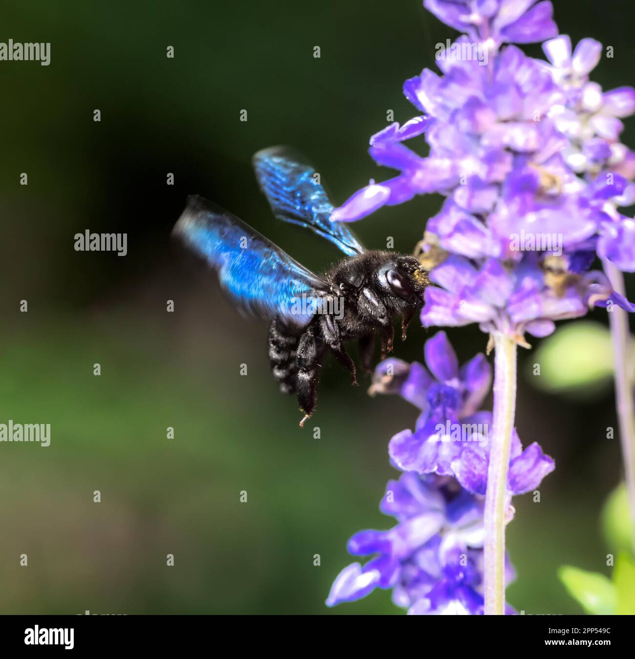 Macro of a flying violet carpenter bee (xylocopa violacea) collecting nectar on a sage flower ...