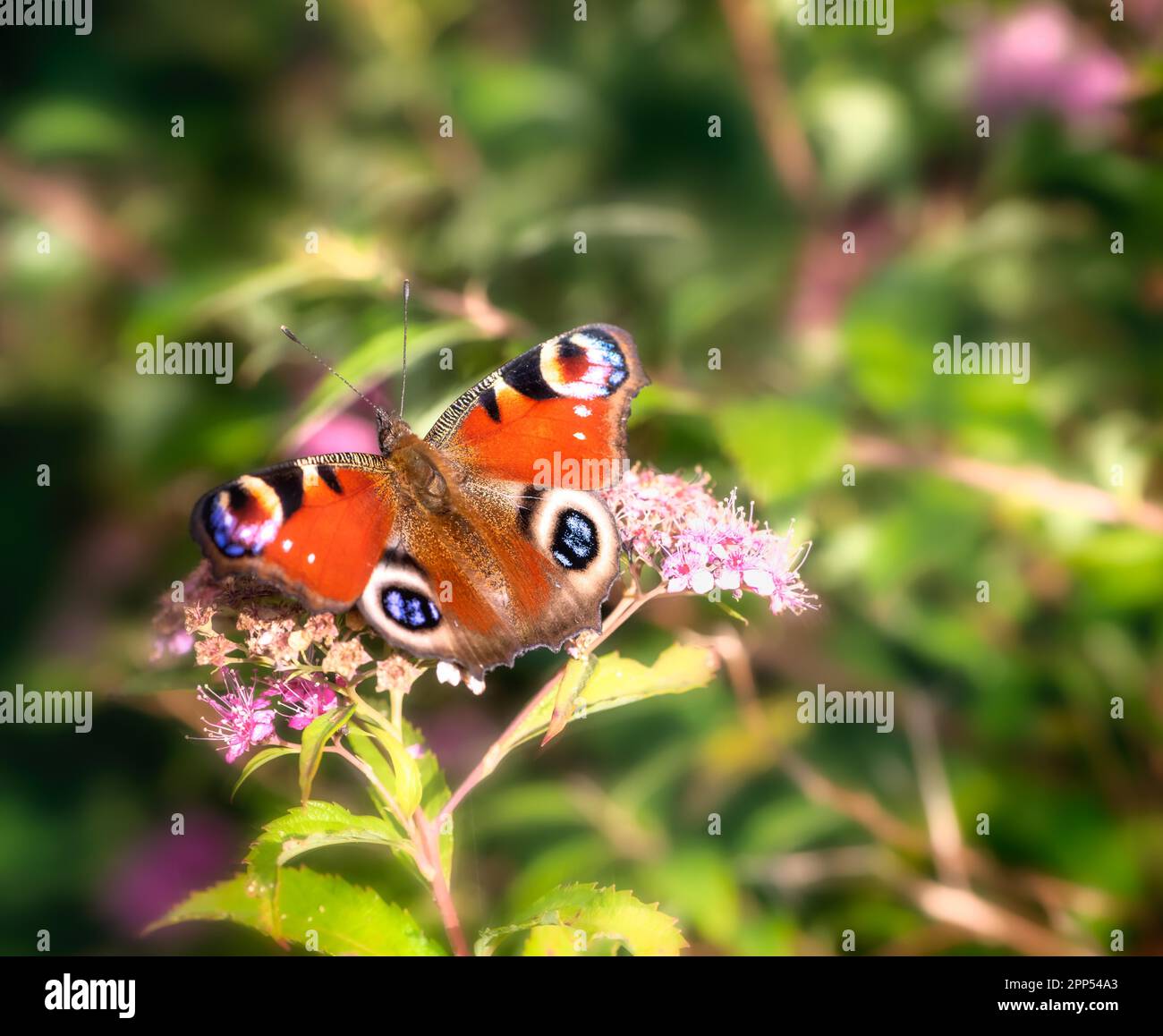 Macro of a red peacock butterfly Stock Photo - Alamy