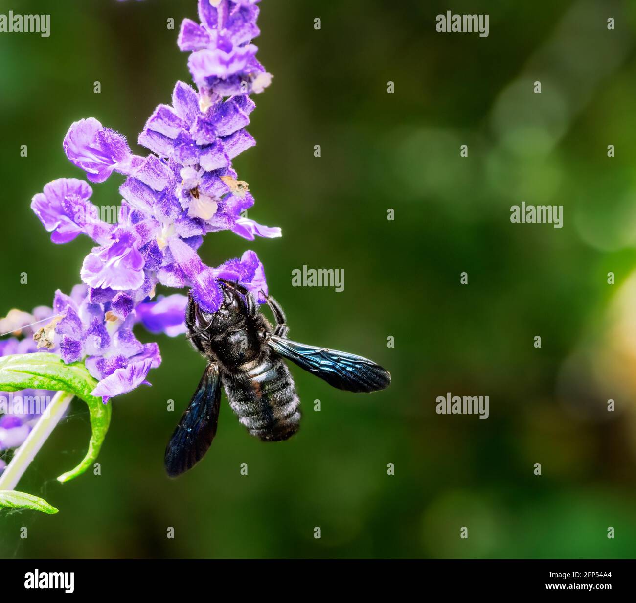 Macro of a violet carpenter bee (xylocopa violacea) collecting nectar ...