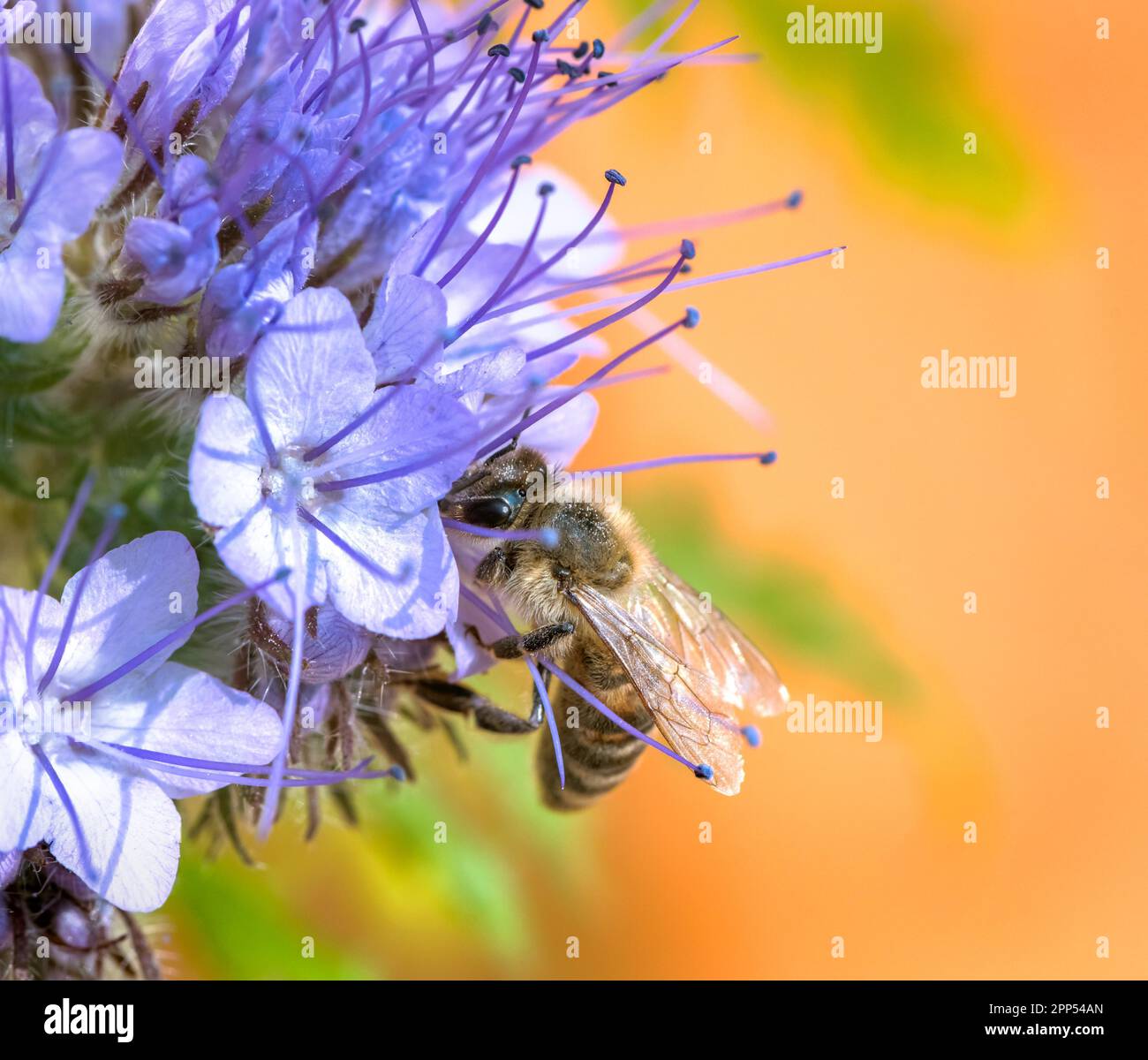 Macro of a bee on a (phacelia) flower blossom Stock Photo - Alamy