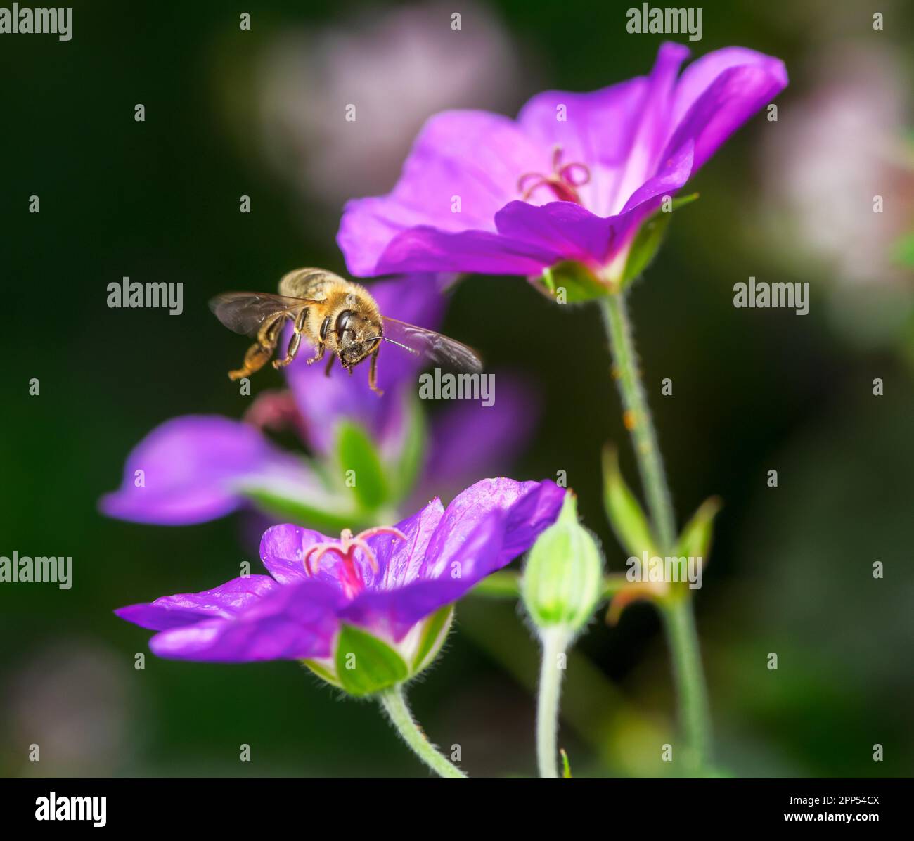 Decorative geranium pelargonium hi-res stock photography and images - Alamy