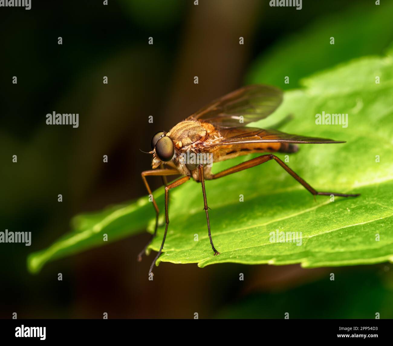 Macro of a robber fly on a green leaf Stock Photo - Alamy