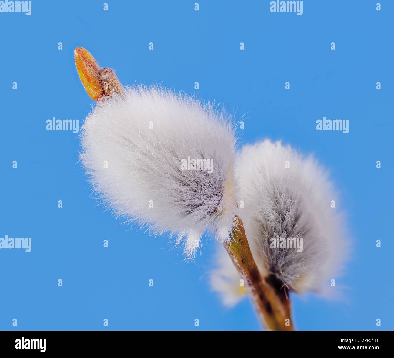 Salix branch hi-res stock photography and images - Alamy