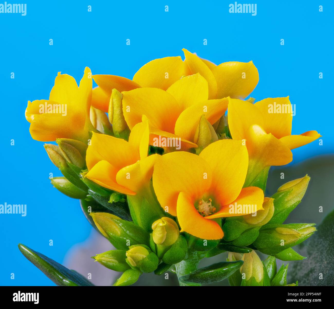 Flower kalanchoe hi-res stock photography and images - Alamy