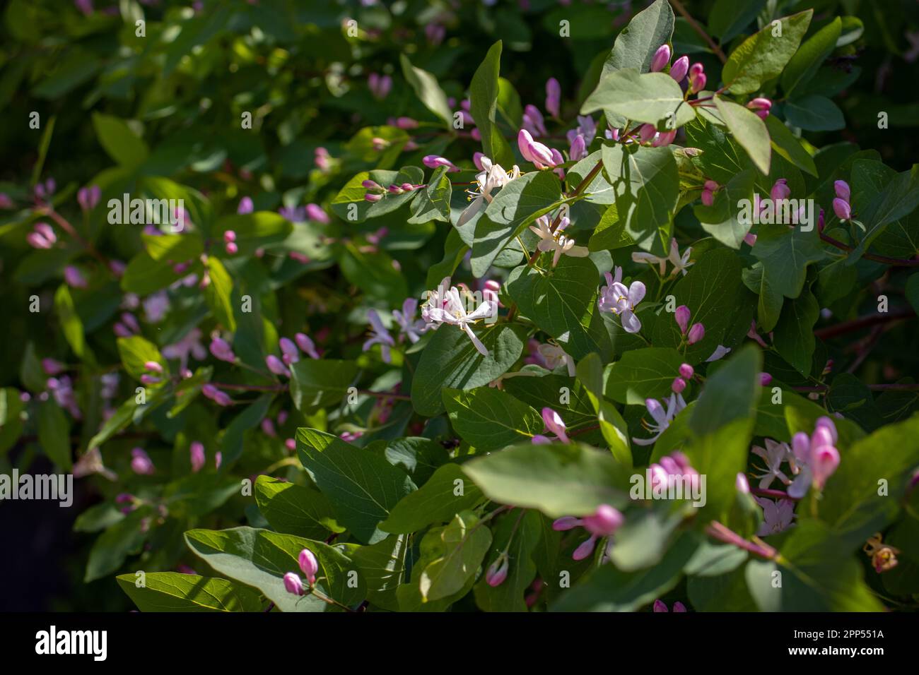 Blooming spring sunny bush in the garden concept photo. Countryside at ...