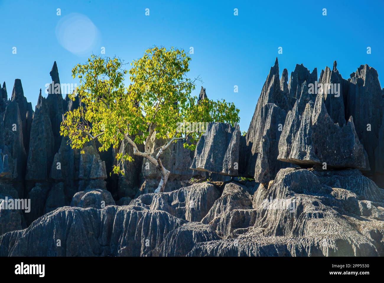 Tsingy de Bemaraha nature reserve, Madagascar Stock Photo - Alamy