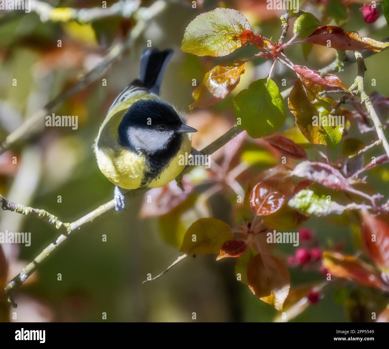 Great Tit (parus major) bird sitting on a tree branch Stock Photo - Alamy