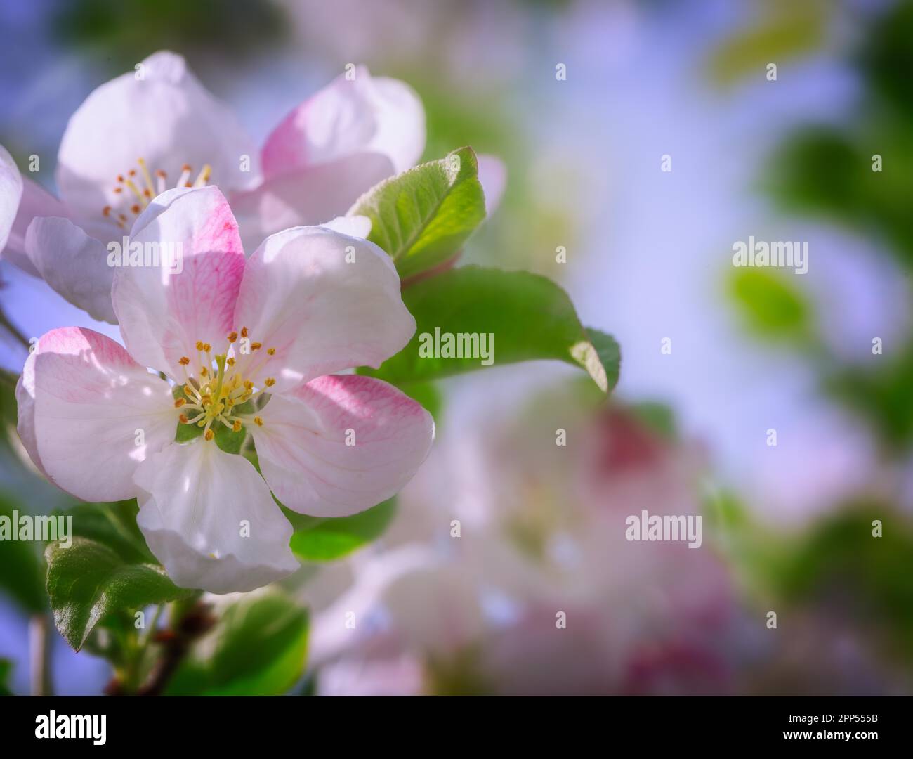 Spring time - flowering apple tree with white blossoms Stock Photo - Alamy