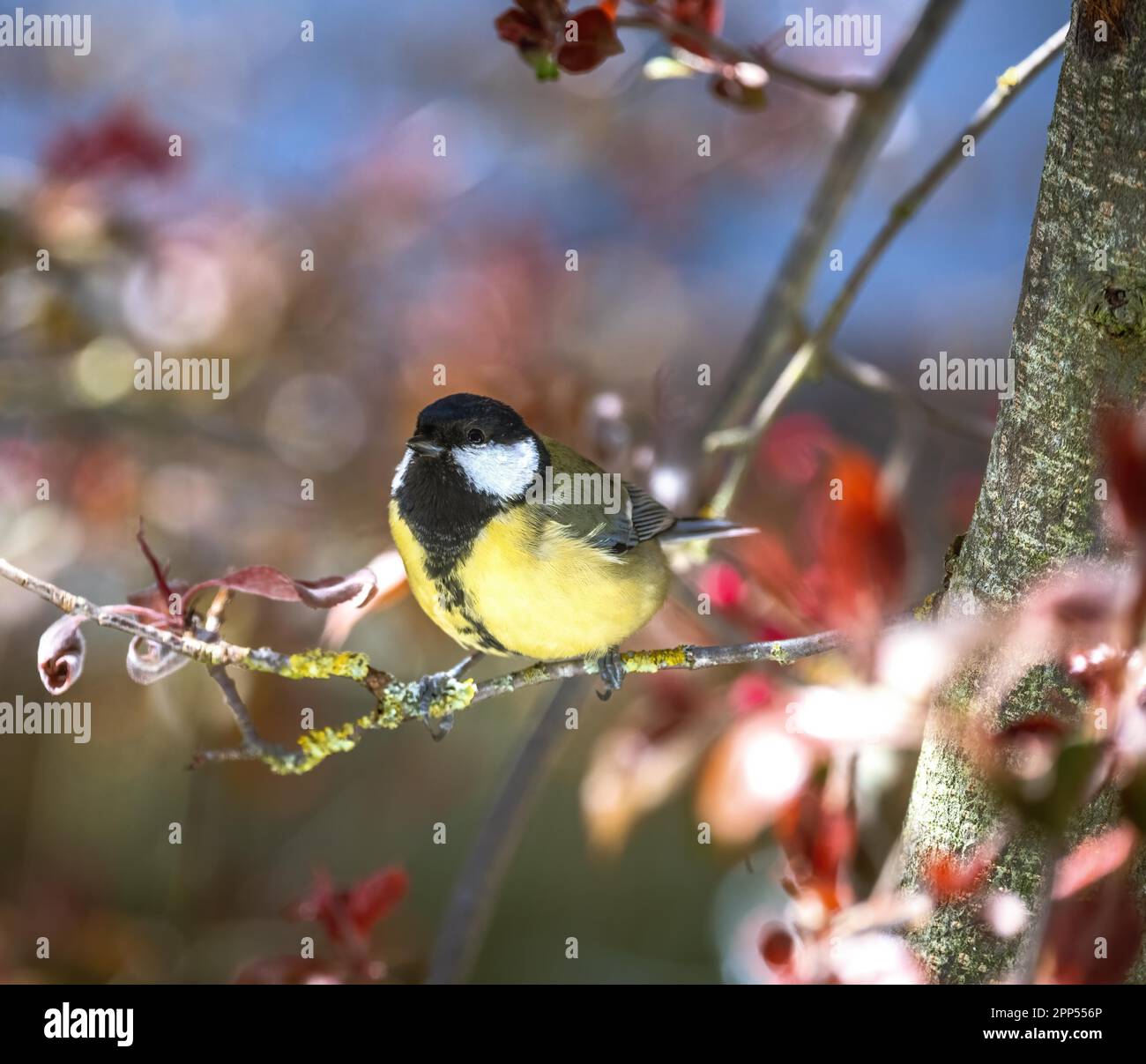 Great Tit (parus major) bird sitting on a tree branch Stock Photo - Alamy