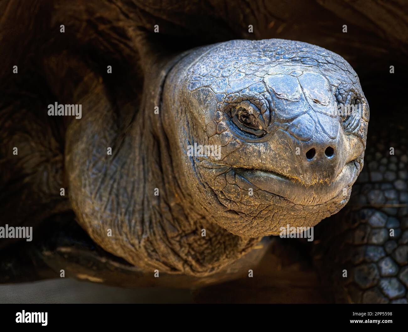 Tortoise mouth hi-res stock photography and images - Alamy