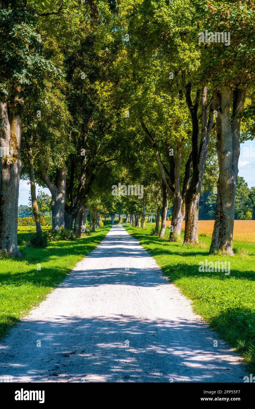 Dirt road througn an alley with large trees Stock Photo - Alamy