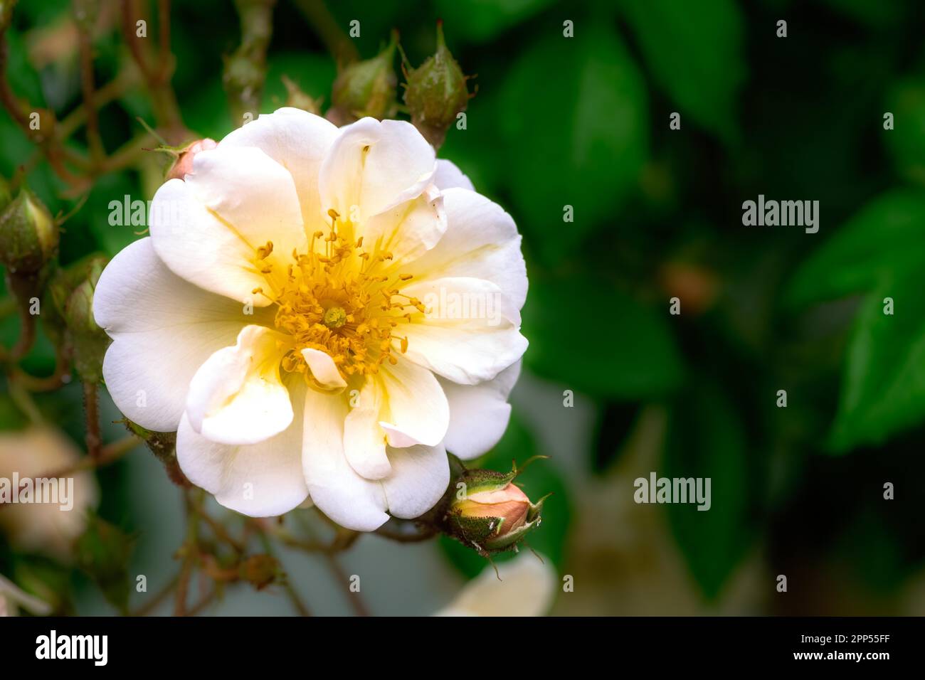 Rambling rose hi-res stock photography and images - Alamy
