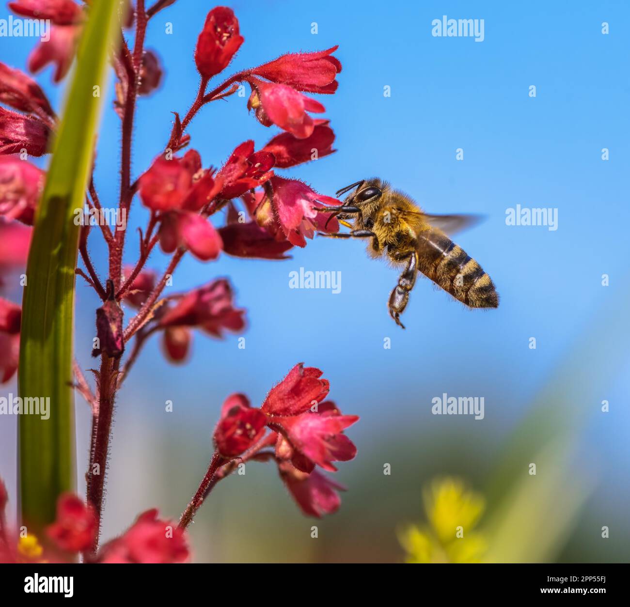 Macro of a bee flying to a red (heuchera) flower Stock Photo - Alamy