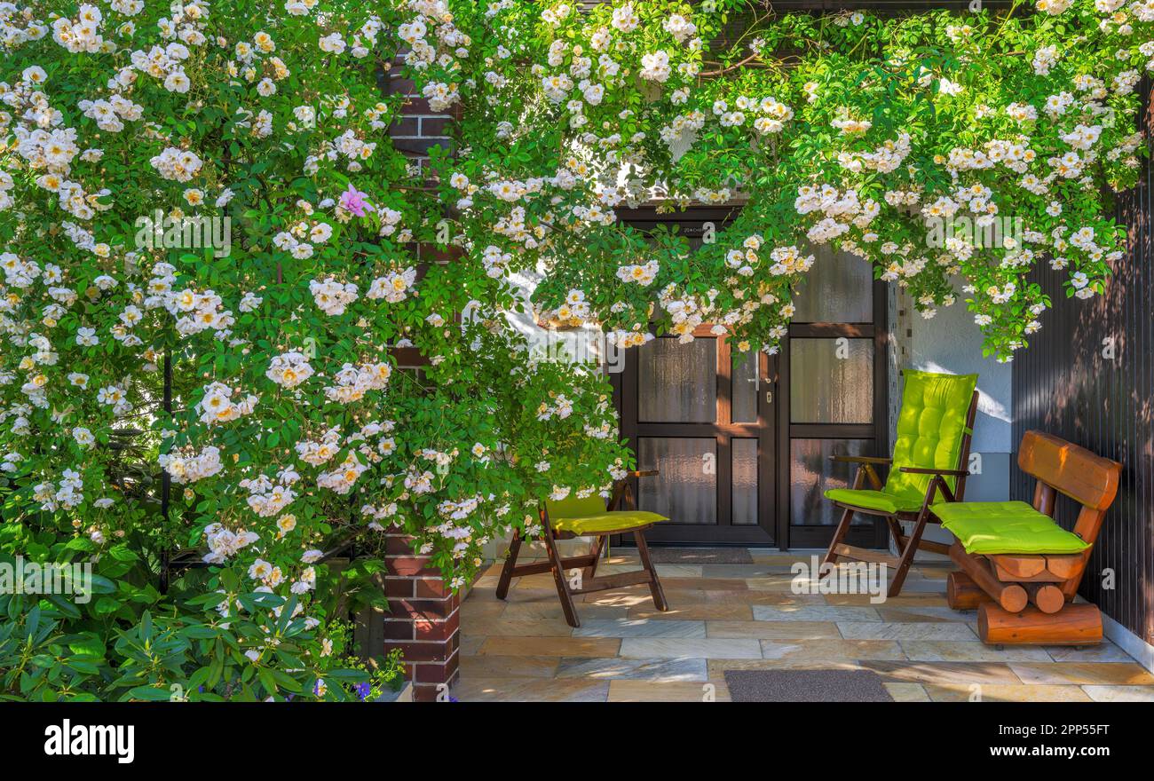 White flowring rambler rose bush at a house front door Stock Photo - Alamy