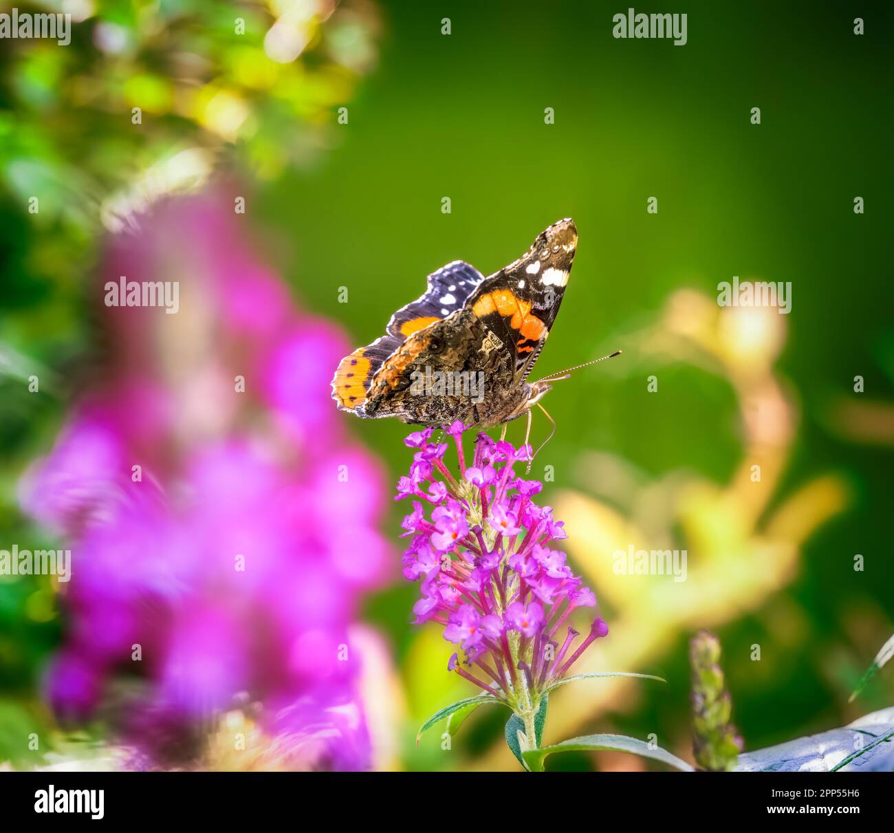 Butterfly admiral collecting nectar hi-res stock photography and images ...