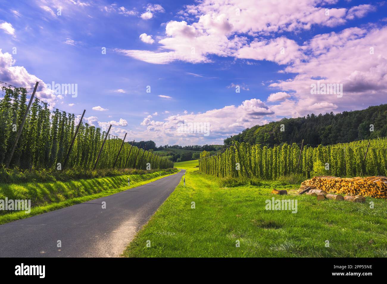 Growing hops in a hop garden in Bavaria, in an area called Hallertau ...