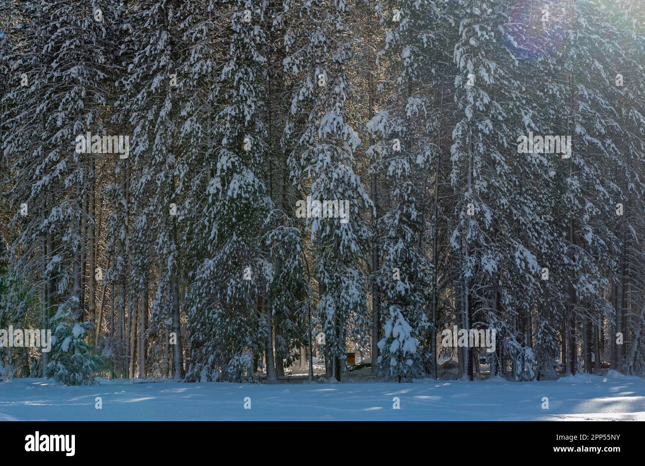Clear image of a raven hi-res stock photography and images - Alamy