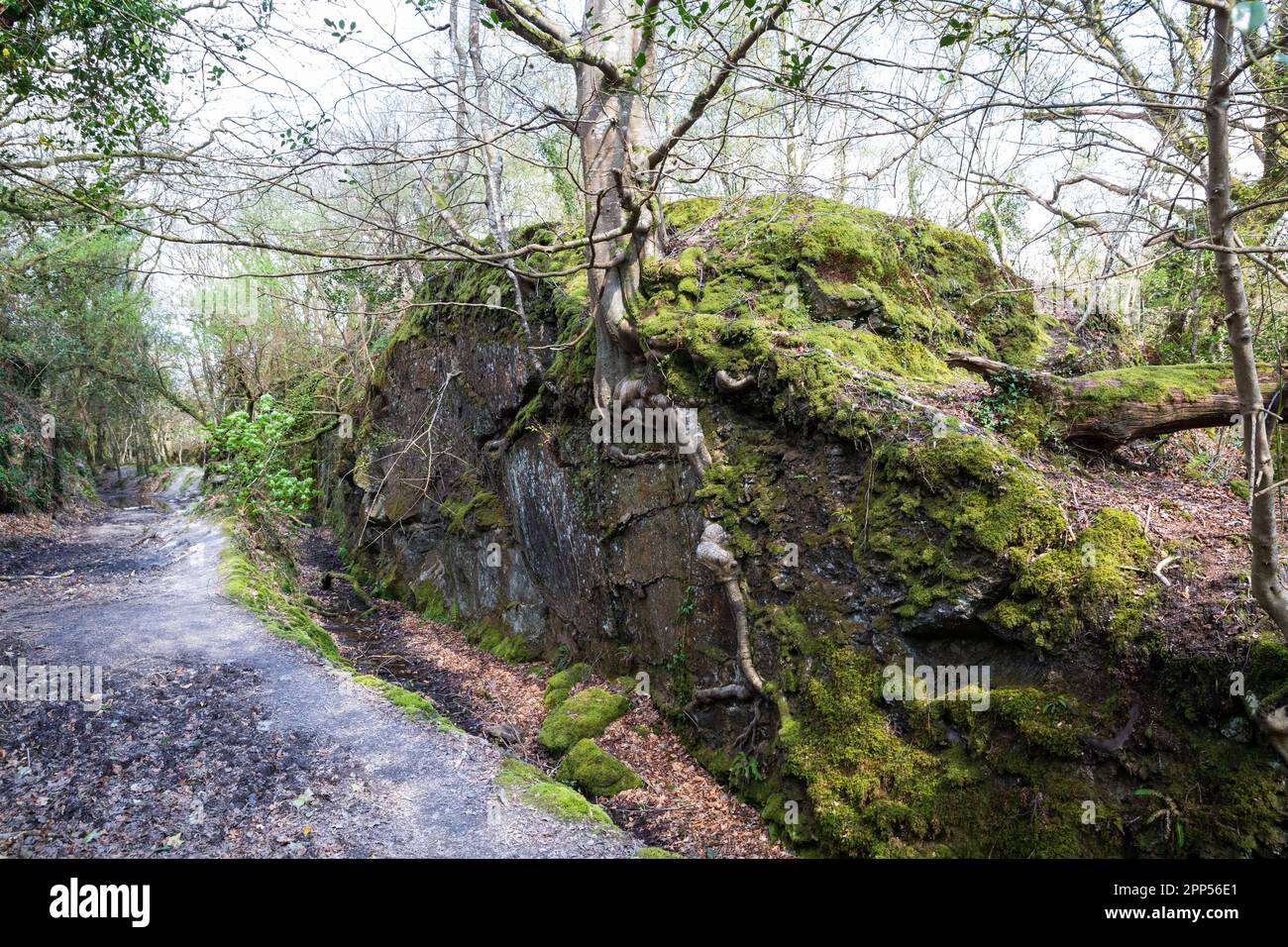 Treffry Viaduct in Cornwall Stock Photo - Alamy