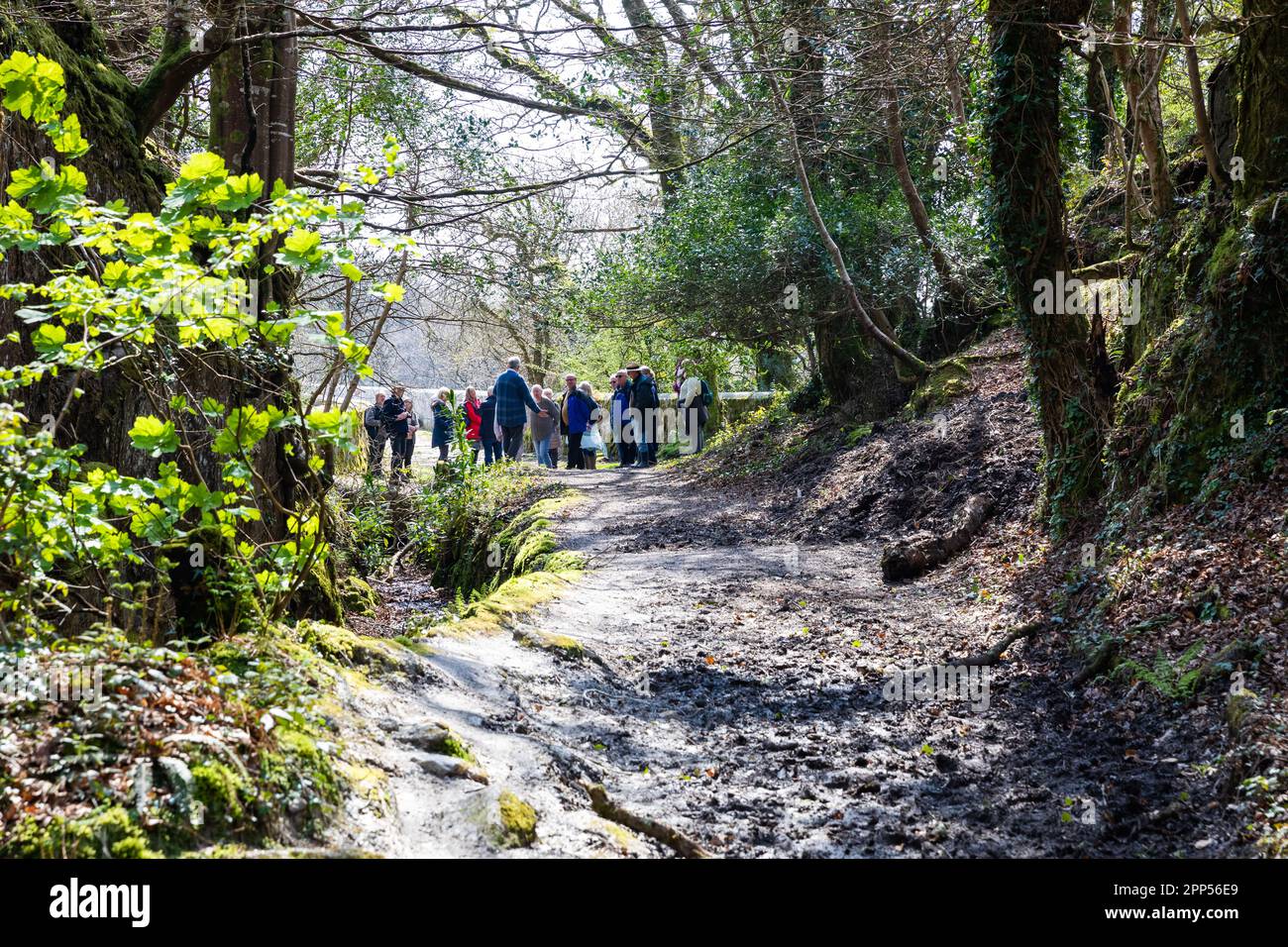 Treffry Viaduct in Cornwall Stock Photo - Alamy