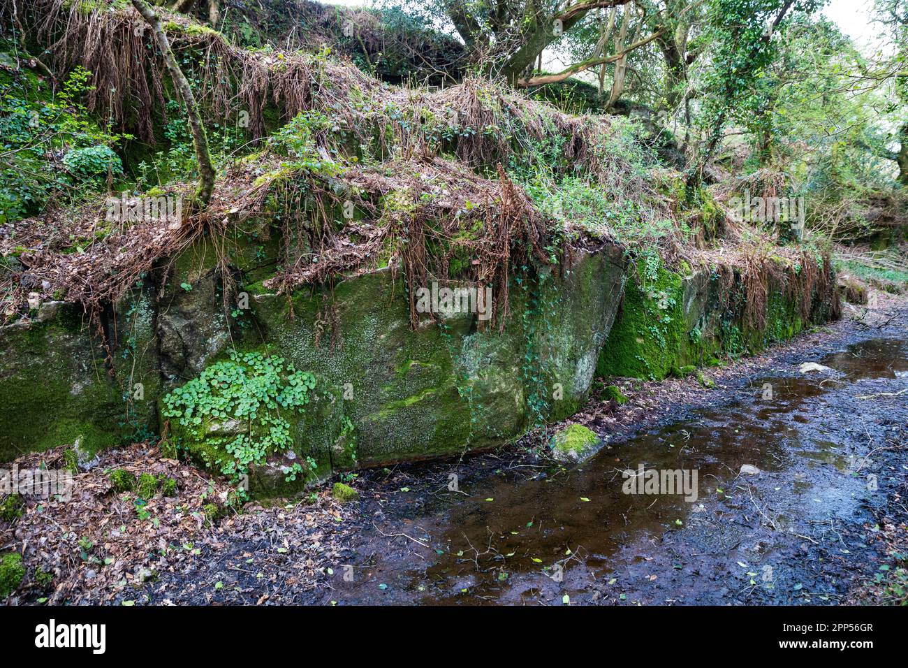 Cornwall treffry viaduct hi-res stock photography and images - Alamy