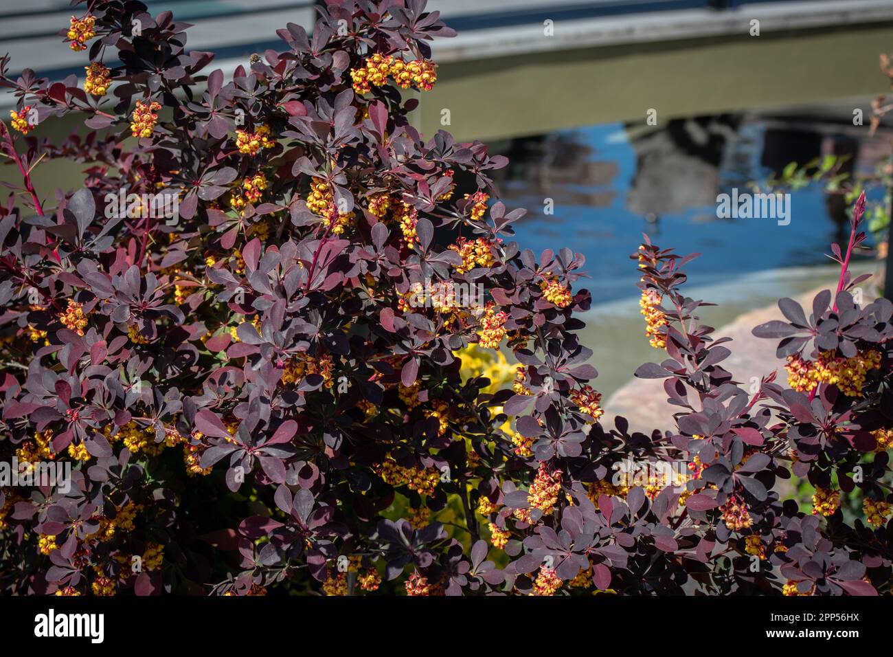 Blooming spring bush under sun light concept photo. Countryside at ...