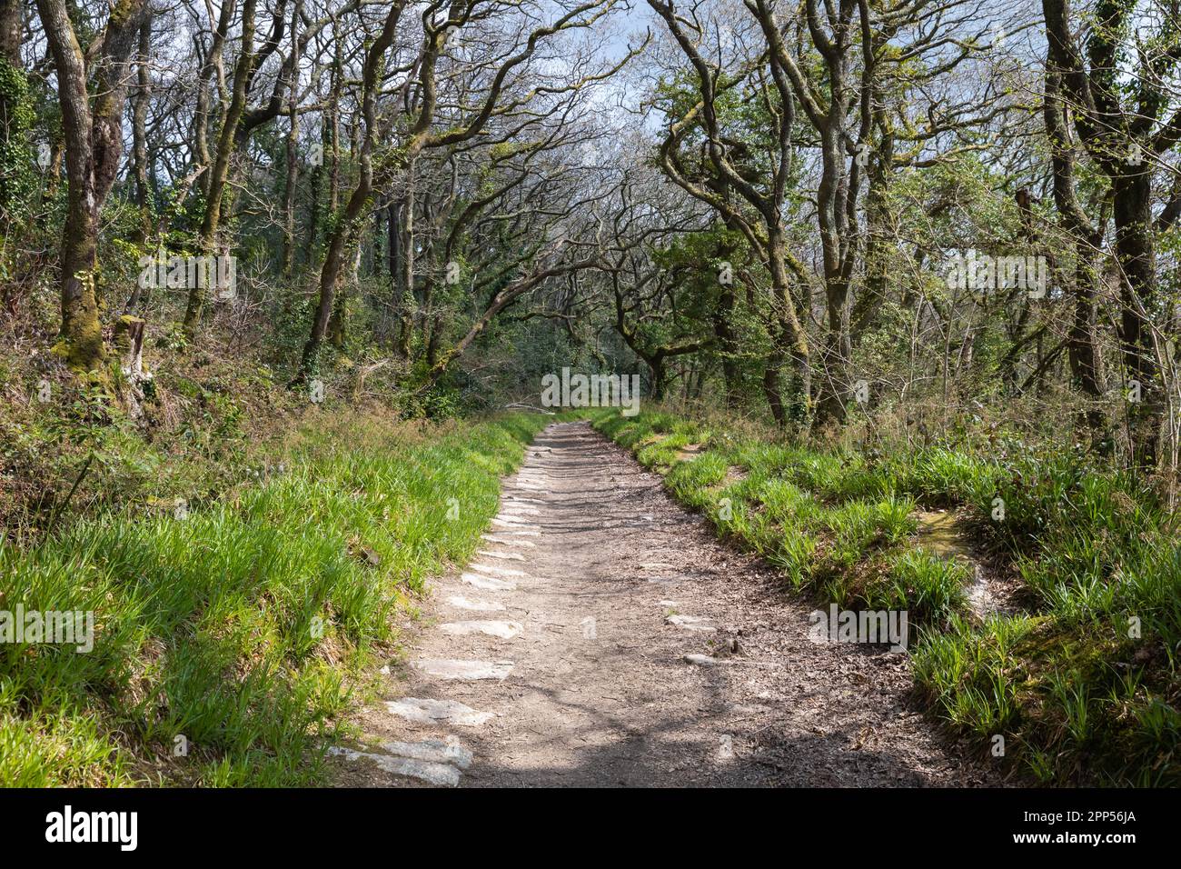 Treffry tramway hi-res stock photography and images - Alamy