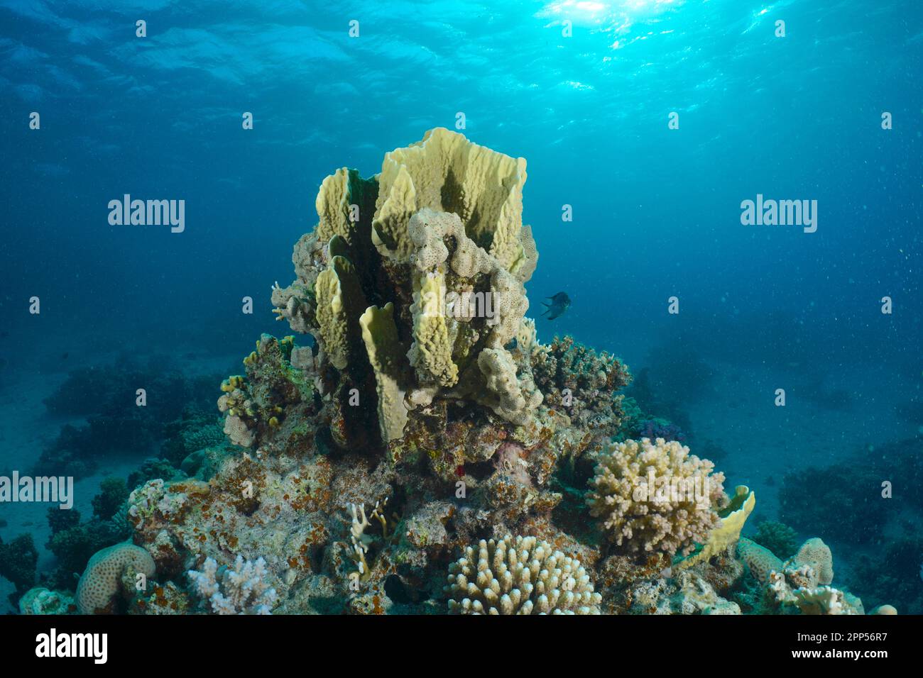 Blade firel coral (Millepora platyphylla) in backlight, dive site House ...