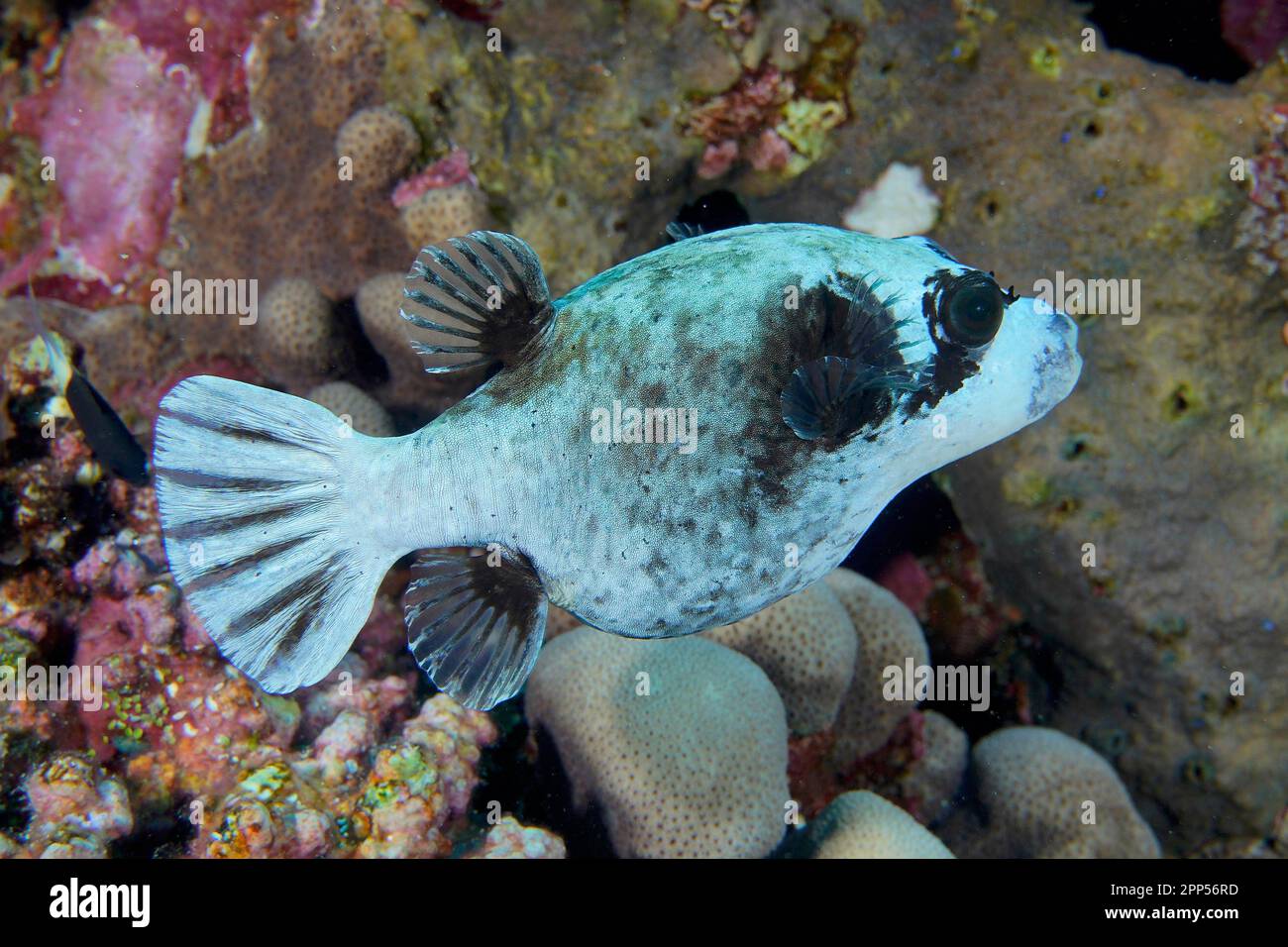 Masked pufferfish (Arothron diadematus), House reef dive site, Mangrove ...
